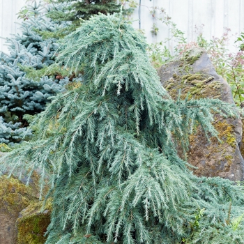 Cedrus deodara 'Pendula Silver' Silver Weeping Deodar Cedar from Garden Center Marketing