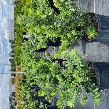 Callistemon 'Cane's Hybrid' Bottlebrush | Garden Center Marketing