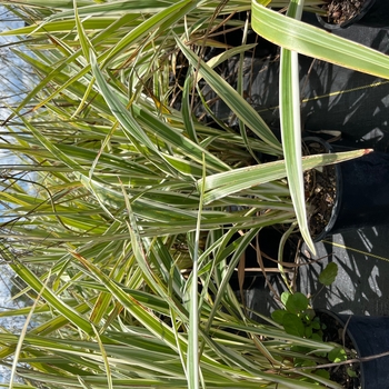 Dianella revoluta Baby Bliss™ Flax Lily | Garden Center Marketing