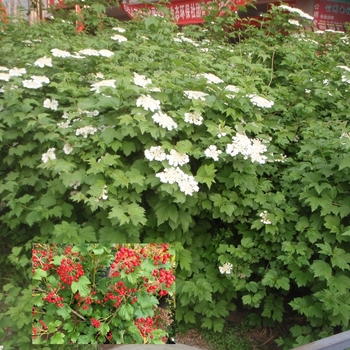 Viburnum x carlcephalum Fragrant Snowball from Garden Center Marketing