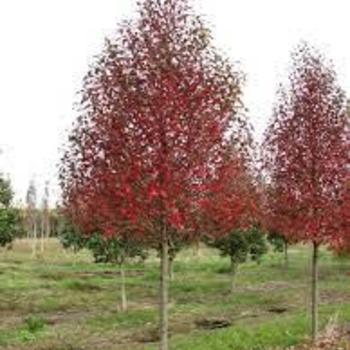 Nyssa sylvatica 'Nitro™' BBN-01 Black Gum | Garden Center Marketing