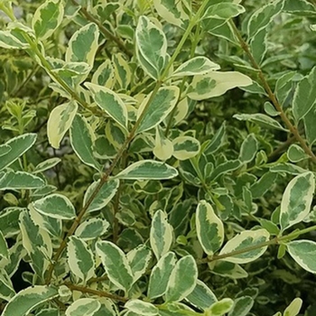 Ligustrum japonicum 'Texanum' Japanese Privet | Garden Center Marketing