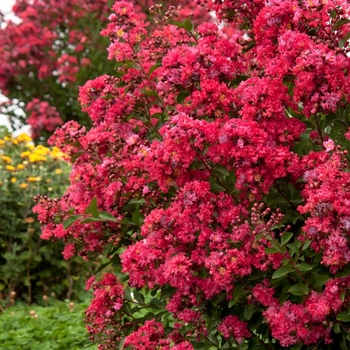 Lagerstroemia indica 'Byers Hardy Lavender' Crapemyrtle | Garden Center ...
