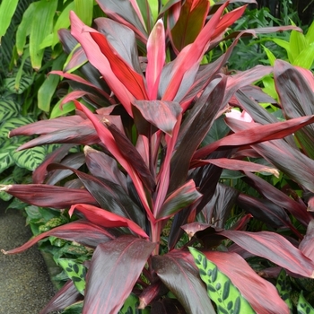 Cordyline terminalis Ti Plant | Garden Center Marketing