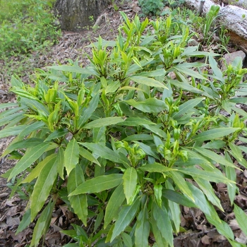 Aucuba japonica 'Nana Variegated' Dwarf Variegated Aucuba | Garden ...