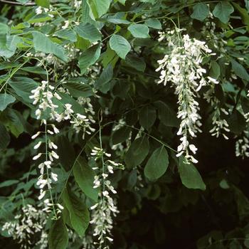 Cladrastis lutea American Yellowood | Garden Center Marketing