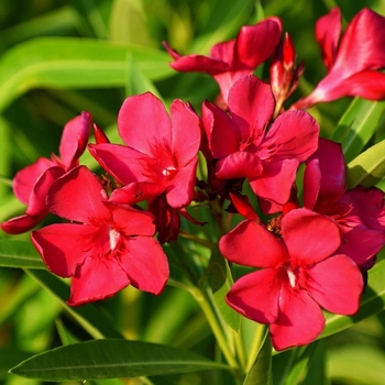 Nerium oleander Double Yellow Oleander | Garden Center Marketing