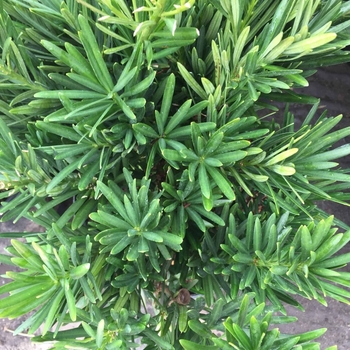 Podocarpus lawrencei 'Red Tip' Mountain Plum Pine | Garden Center Marketing
