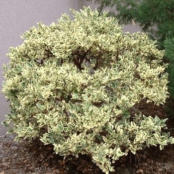 Ligustrum sinense 'Pendulum' Wax Leaf Privet | Garden Center Marketing