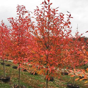 Nyssa sylvatica 'Nitro™' BBN-01 Black Gum | Garden Center Marketing