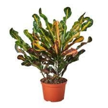 Codiaeum variegatum 'Banana' Croton from Garden Center Marketing
