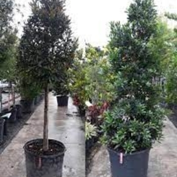 Elaeocarpus decipiens Shogun® 'Little Emperor™' Monproud Japanese ...