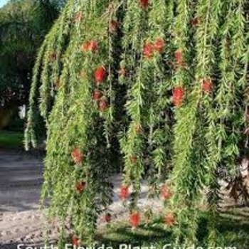 Callistemon acuminatus Bottlebrush | Garden Center Marketing