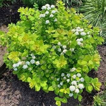 Spiraea japonica var. albiflora Japanese Spirea | Garden Center Marketing