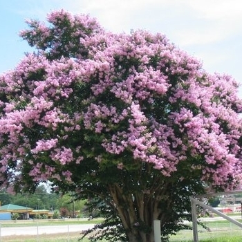 Lagerstroemia indica 'Petite Pinkie™' Crapemyrtle | Garden Center Marketing