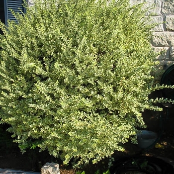 Ligustrum vulgare 'Lodense' Privet | Garden Center Marketing