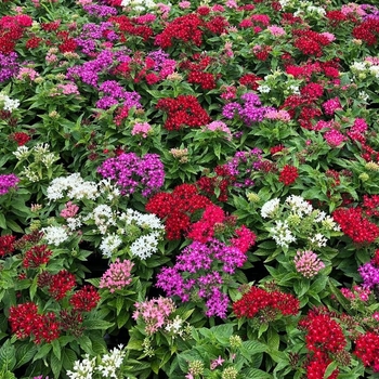 Pentas lanceolata New Look® 'Series' Egyptian Star Flower | Garden ...
