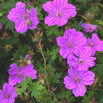 Geranium 'Dragon Heart' Cranesbill | Garden Center Marketing