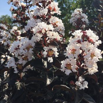 Lagerstroemia 'Low Flame' Crape Myrtle | Garden Center Marketing