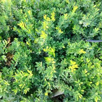 Ilex 'Centennial Dragon' Holly | Garden Center Marketing