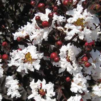 Lagerstroemia indica 'Royalty' Crapemyrtle | Garden Center Marketing