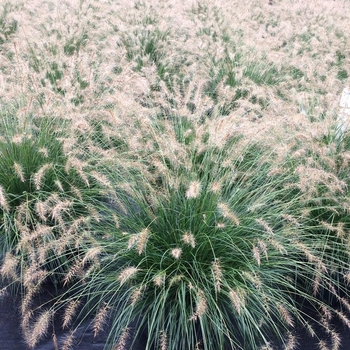 Pennisetum 'Eaton Canyon' Ornamental Grass | Garden Center Marketing