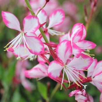 Gaura lindheimeri 'Perky Pink' Gaura | Garden Center Marketing