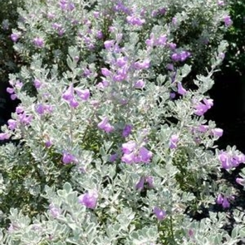 Leucophyllum langmaniae Langman's Sage | Garden Center Marketing