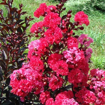 Lagerstroemia 'Tuskegee' Crape Myrtle | Garden Center Marketing