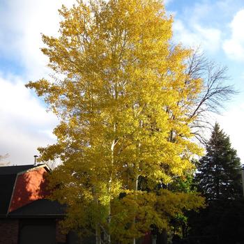 Populus tremuloides 'Dancing Flame®' KMN01 Trembling Aspen | Garden ...