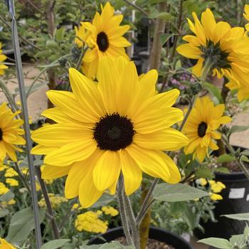 Helianthus annuus 'Sunsation Flame' Sunflower | Garden Center Marketing