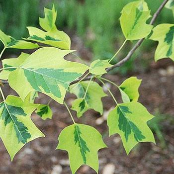 Liriodendron tulipifera 'Ardis' Ardis Tulip Tree | Garden Center Marketing