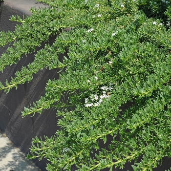 Myoporum laetum Lollipop tree | Garden Center Marketing