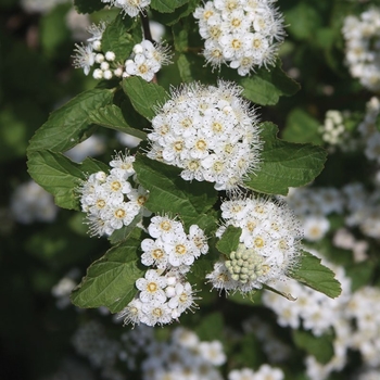 Physocarpus opulifolius 'All Black®' Minall2 Ninebark | Garden Center ...