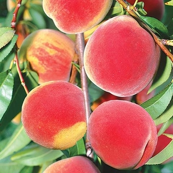 Prunus persica 'Red Globe' Peach | Garden Center Marketing