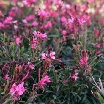 Gaura lindheimeri Steffi™ 'Blush Pink' Wand Flower | Garden Center ...