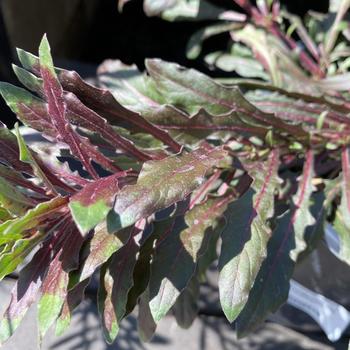 Gaura lindheimeri 'Bantam White' Whirling Butterflies | Garden Center ...