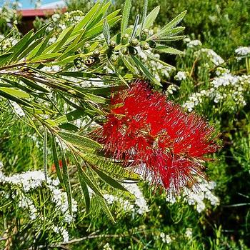 Callistemon acuminatus Bottlebrush | Garden Center Marketing