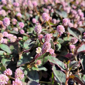 Persicaria amplexicaulis 'Golden Arrow' Golden Fleece Flower | Garden ...