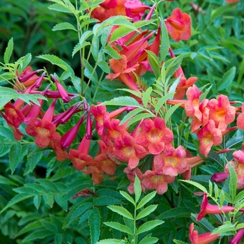 Tecoma stans 'Sangria' Esperanza | Garden Center Marketing