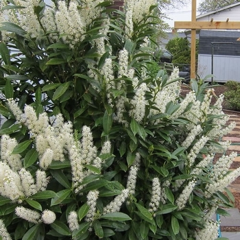 Prunus laurocerasus 'Greenfinity' Jong2 English Laurel | Garden Center ...