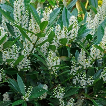 Prunus caroliniana 'Bright 'N Tight™' Carolina Laurel | Garden Center ...