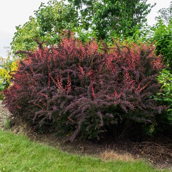 Berberis thunbergii 'Golden Torch' Torch d'or Barberry | Garden Center ...