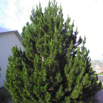 Pinus heldreichii (leucodermis) 'Satellite' Bosnian Pine | Garden ...