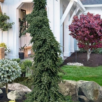 Picea orientalis 'Firefly' Oriental Spruce | Garden Center Marketing