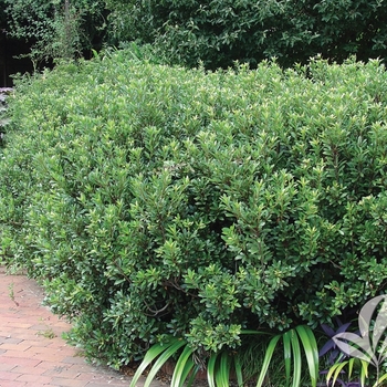 Rhaphiolepis umbellata Indian Hawthorn | Garden Center Marketing