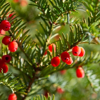 Taxus baccata 'Bultinck Orange Beauty' English Yew | Garden Center ...
