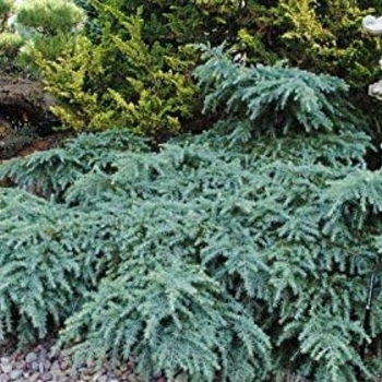 Cedrus deodara 'Miles High' Deodor Cedar | Garden Center Marketing