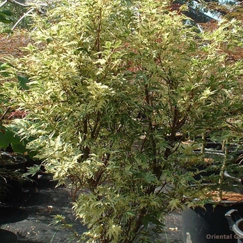 Acer palmatum 'Werner's Pagoda' Japanese Maple | Garden Center Marketing