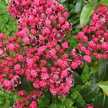 Kalmia latifolia 'Starburst' Mountain Laurel | Garden Center Marketing
